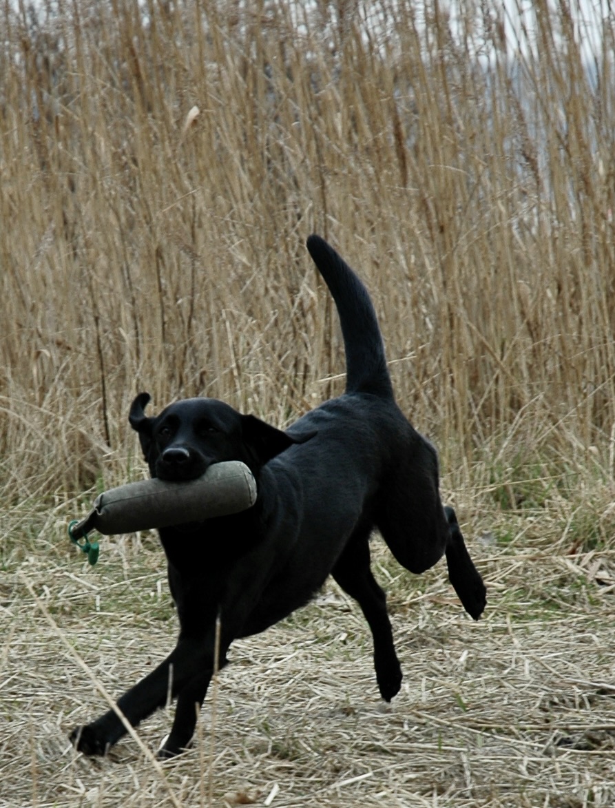 Go fetch it - Wurfplanung